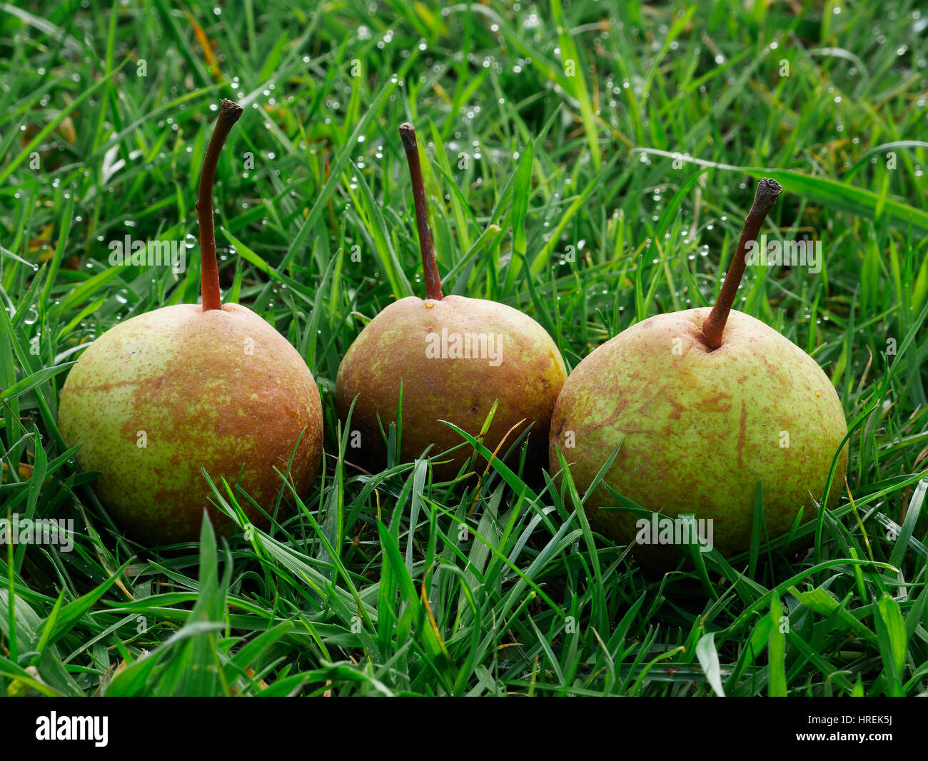 Perry pears in the grass (Pyrus communis), the pressed fruit gives the ...