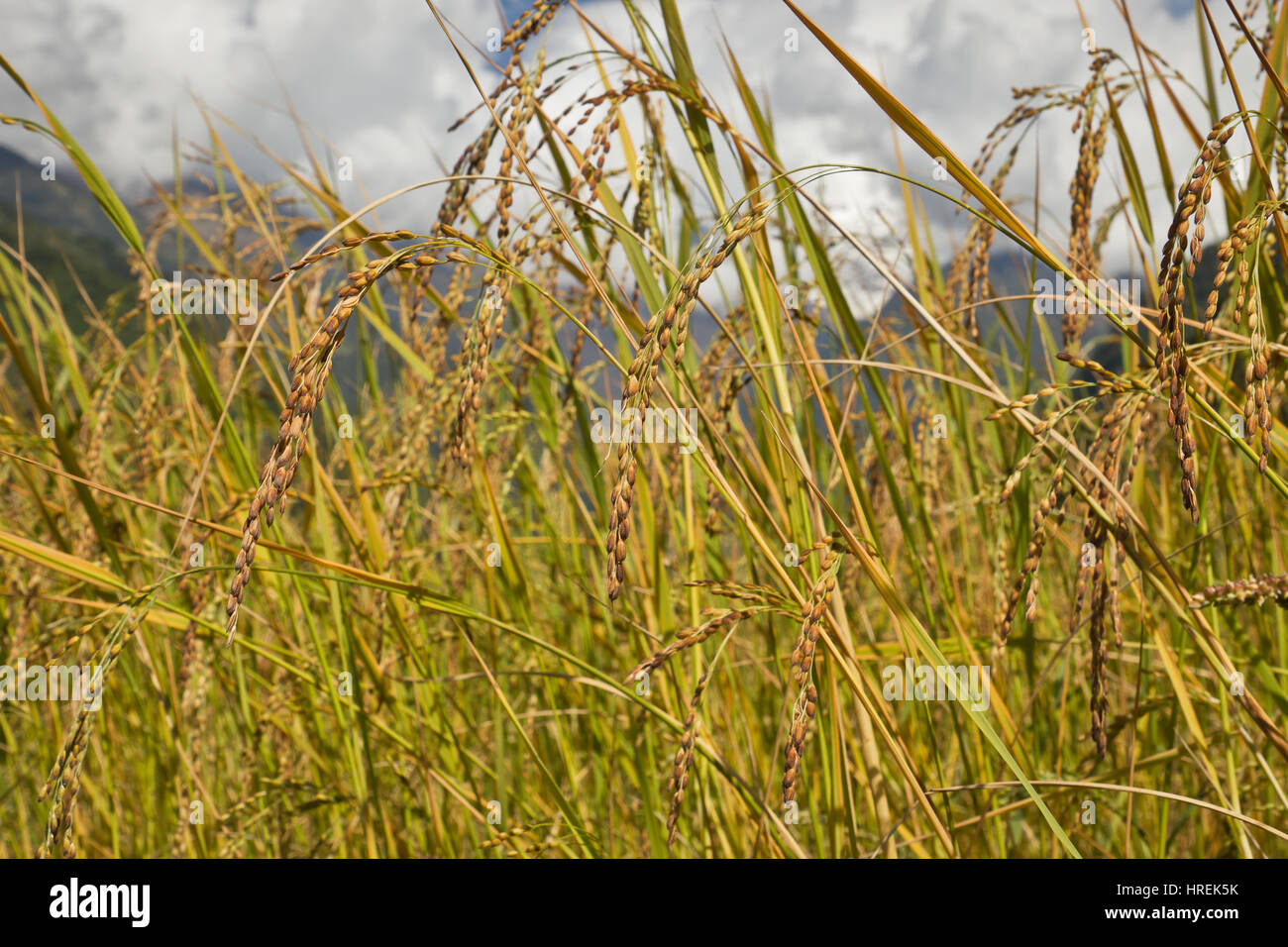 Rice field in the Himalayas, Nepal Stock Photo - Alamy