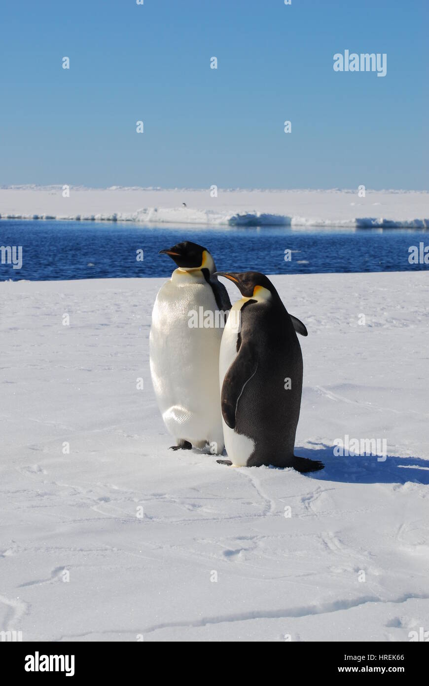 Emperor Penguin, Antarctica Stock Photo - Alamy