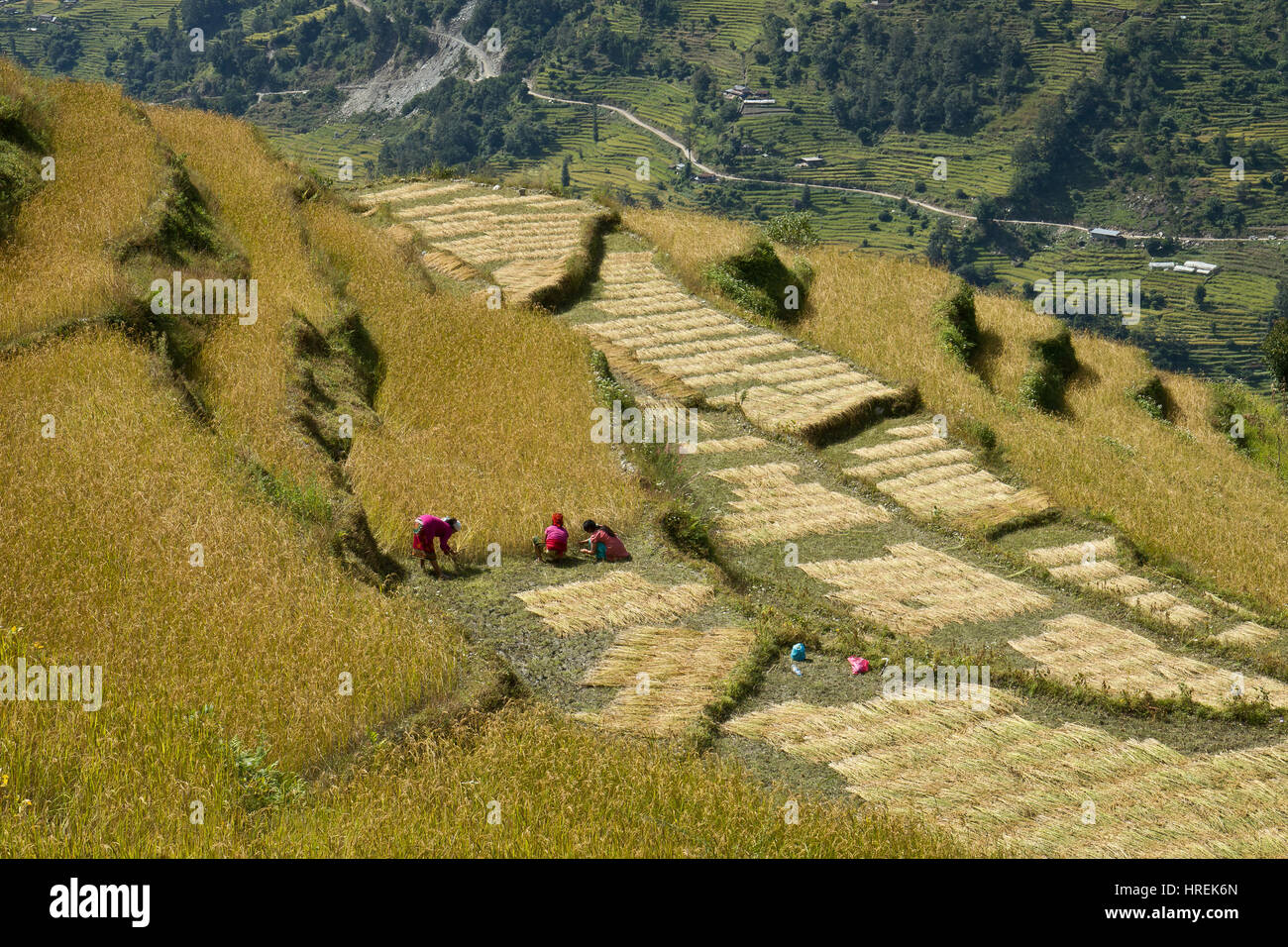 Indian farm workers harvesting rice hi-res stock photography and images ...
