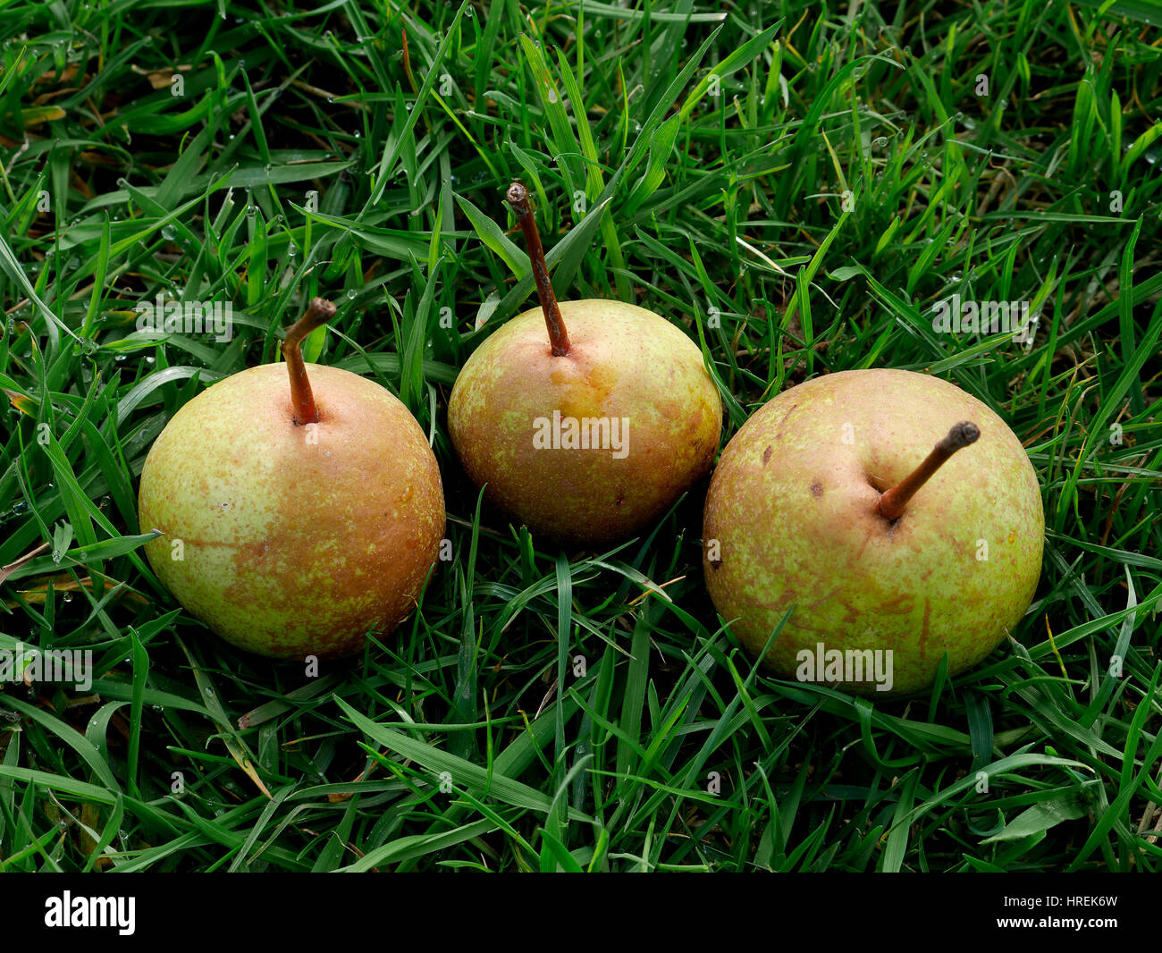 Perry Pears High Resolution Stock Photography and Images - Alamy