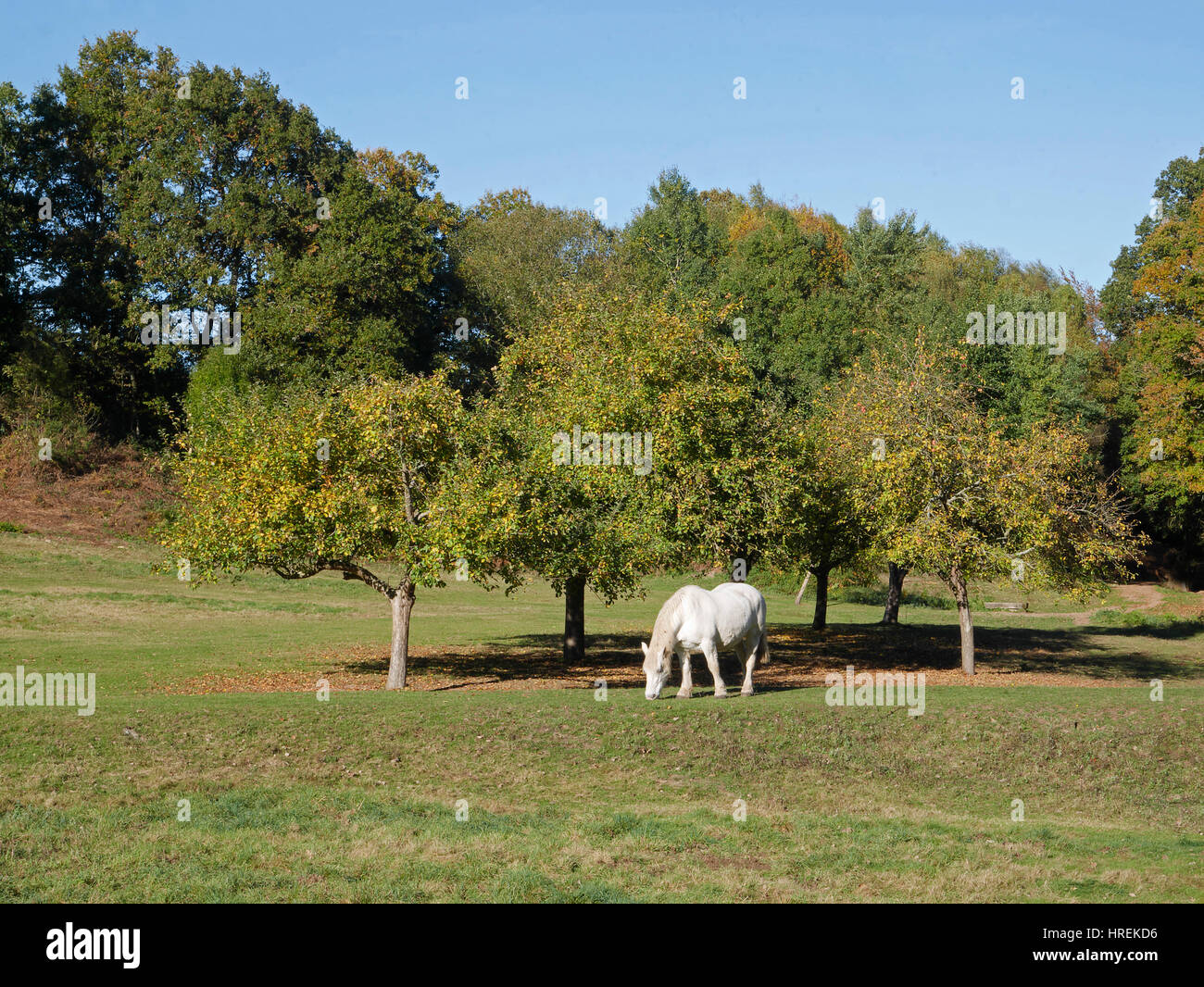 Percheron horse hi-res stock photography and images - Alamy