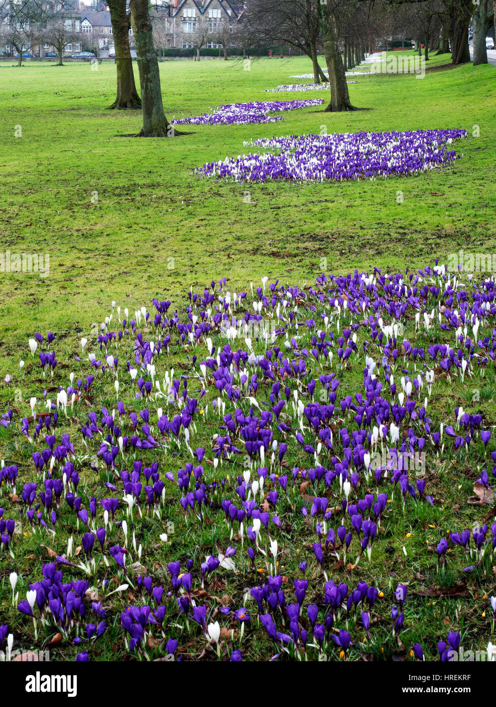 Crocus Flowers on The Stray in Early Spring Harrogate North Yorkshire ...