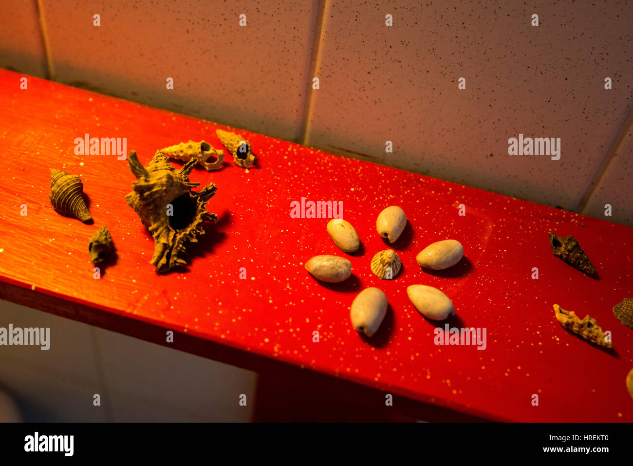 Decorative shells hi-res stock photography and images - Alamy