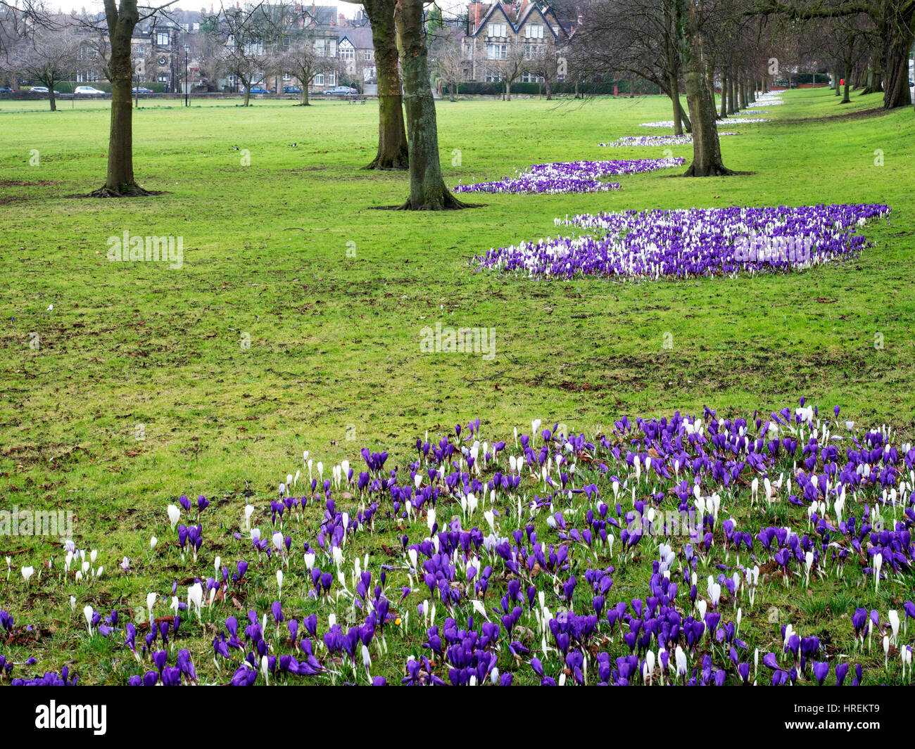 Stray plants hi-res stock photography and images - Alamy