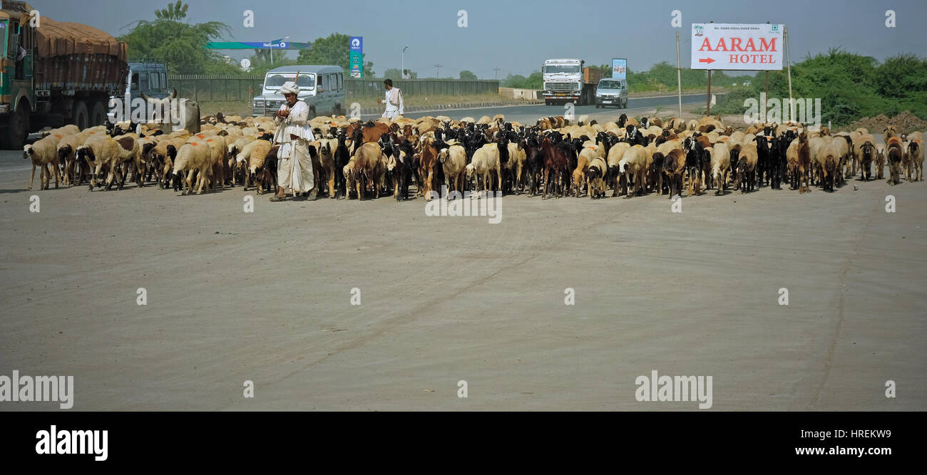 Rabari tribesmen moving their flock of sheep along the Gujarati state ...