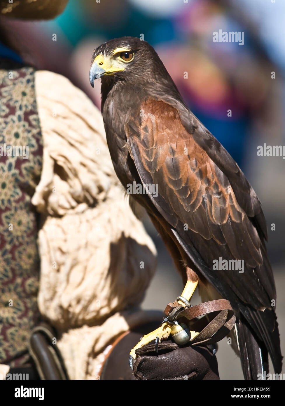 Falcon on gloved hand hi-res stock photography and images - Alamy