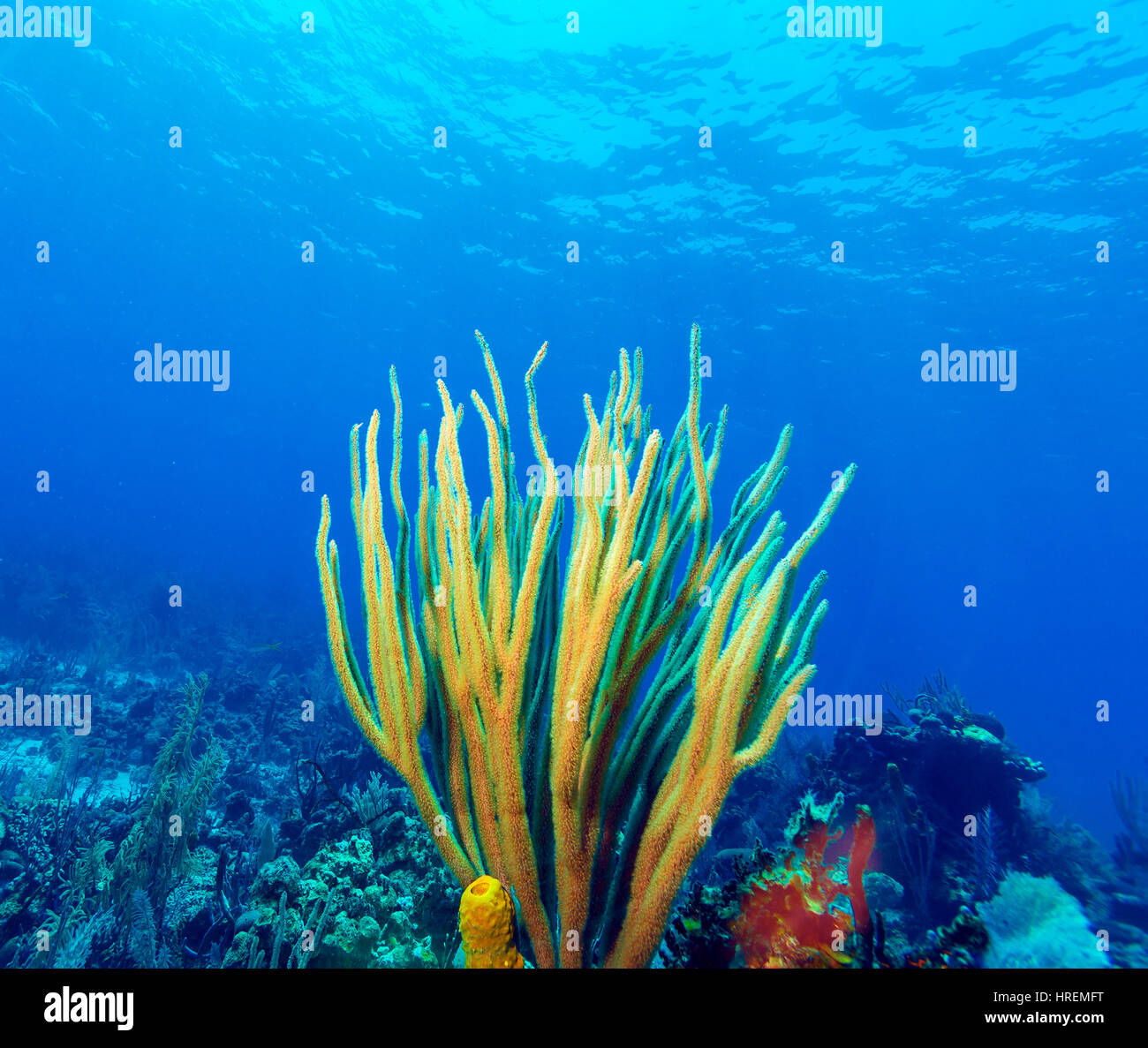 Underwater scene with colorful corals and beautiful sunlight, the Cuban ...