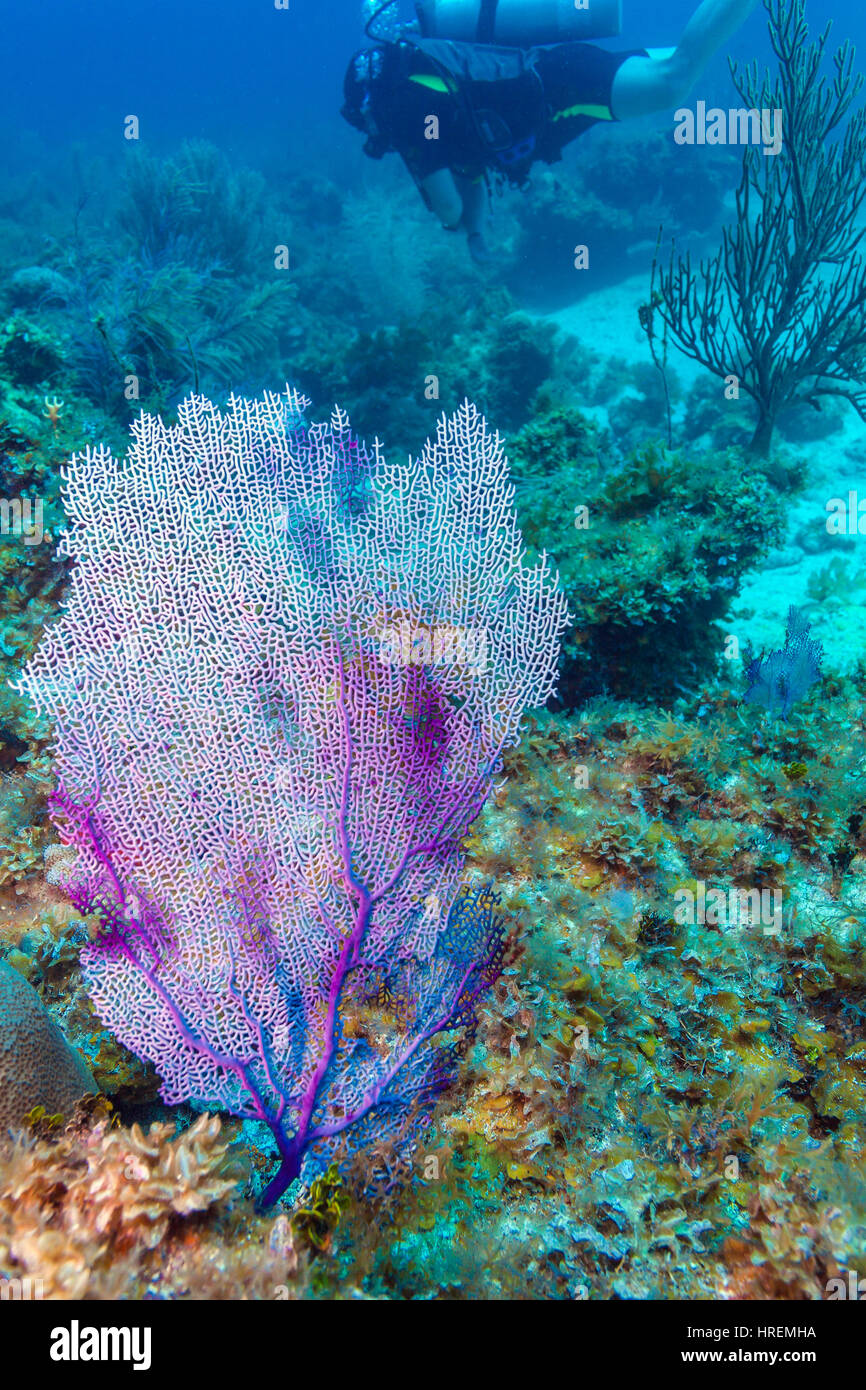 Underwater scene with a large purple corral fan and scuba diver, Cuban ...