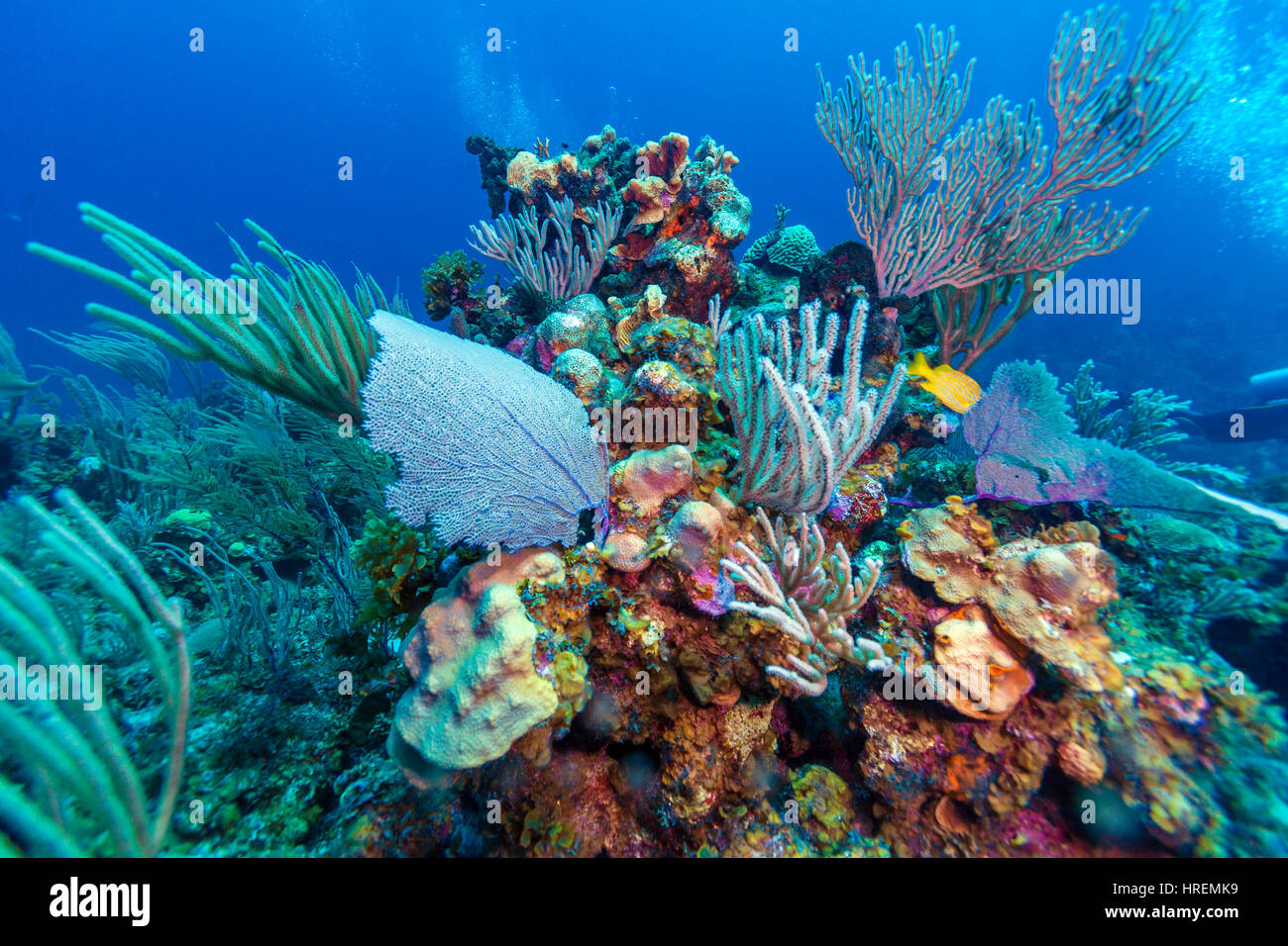 Underwater scene with a large purple corral fan and scuba diver, Cuban ...