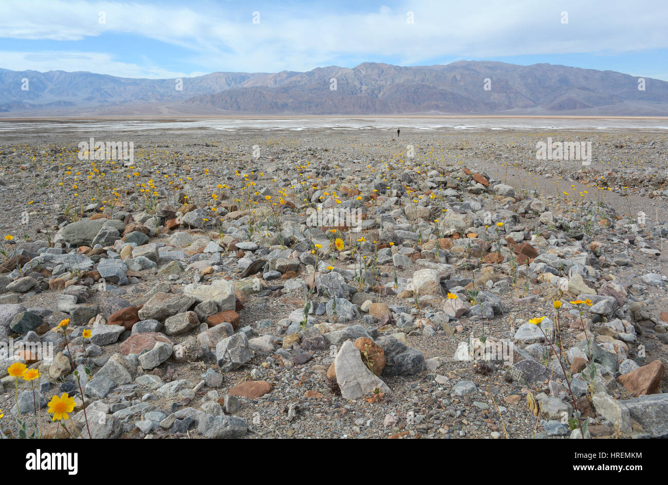 A desert scene in the springtime with rocks and wildflowers dotting the ...