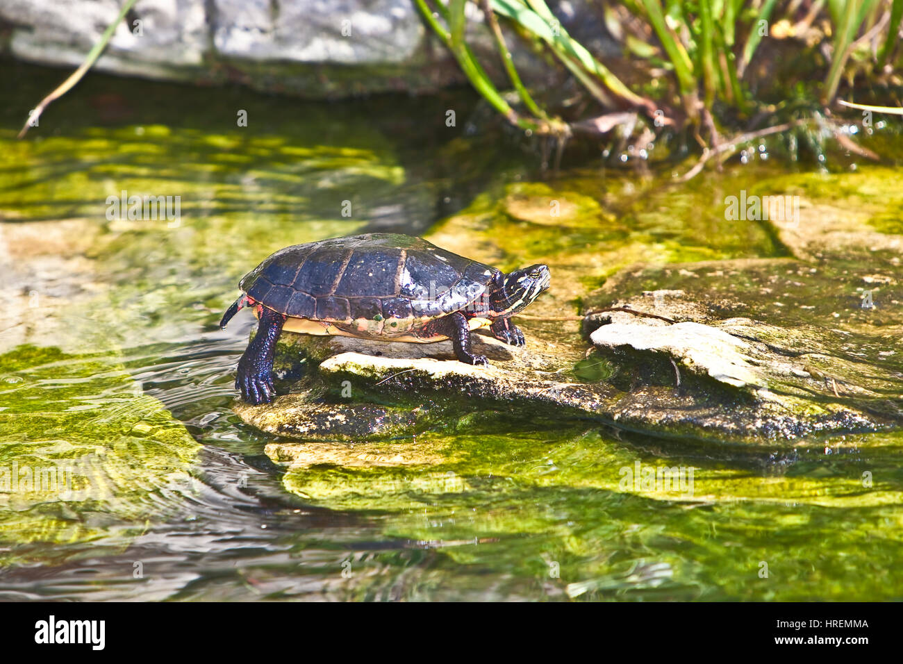 turtle climbing on to rock to sun Stock Photo - Alamy
