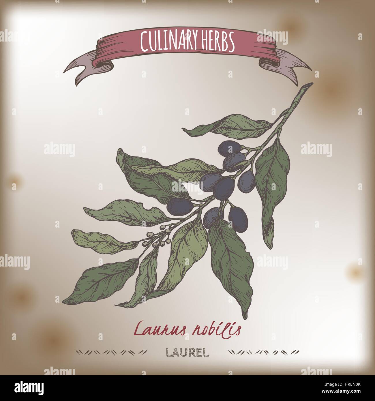 Laurus nobilis Stock Vector Images - Alamy