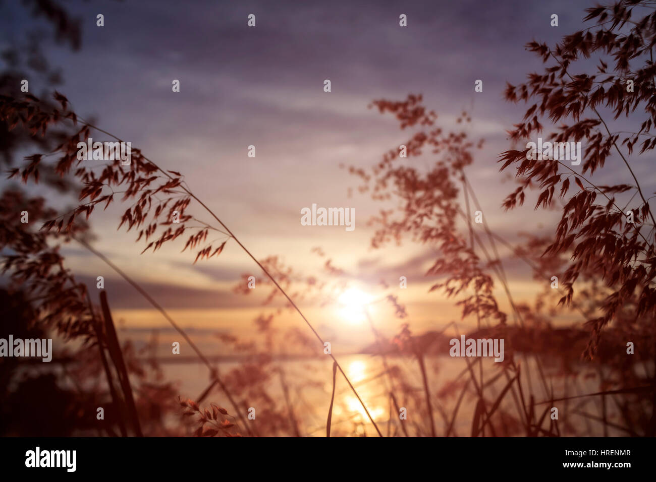 Sunset view through grass and wind Stock Photo - Alamy