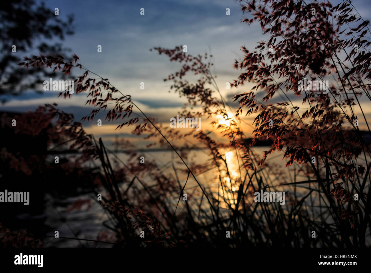 Sunset view through grass and wind Stock Photo - Alamy