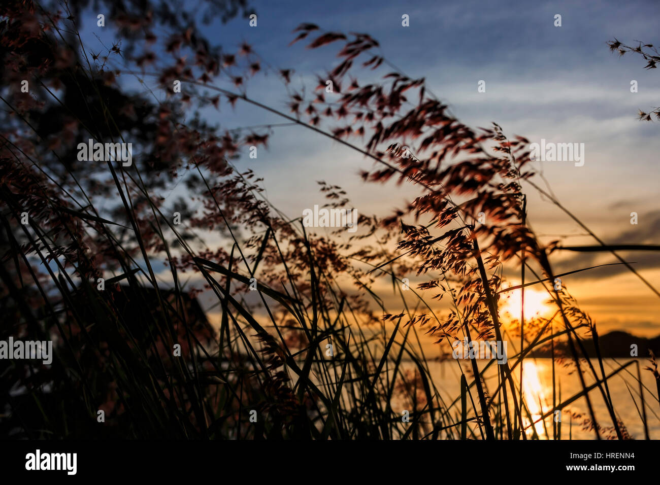 Sunset view through grass and wind Stock Photo - Alamy