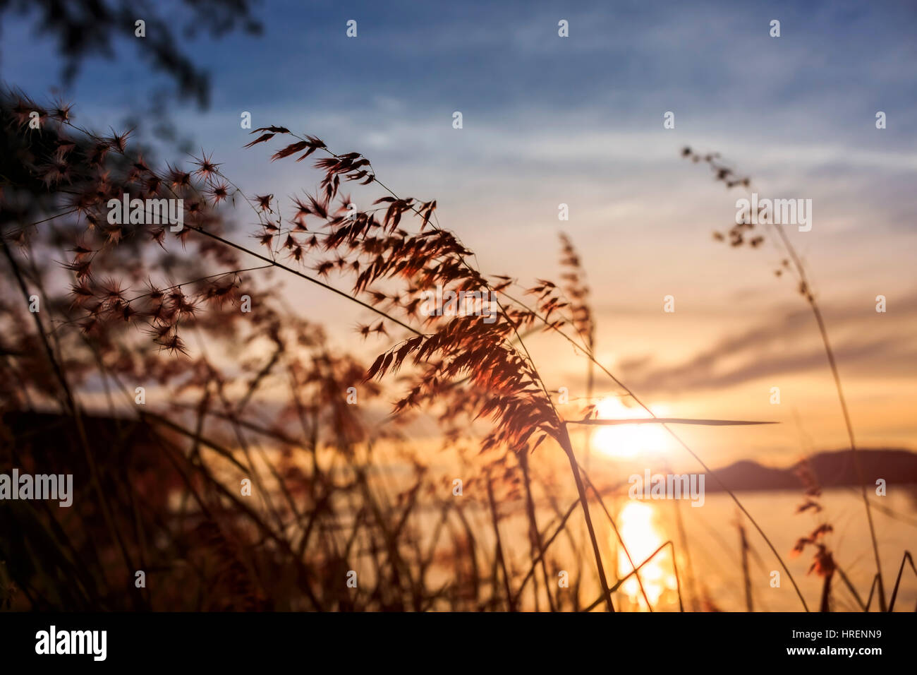 Sunset view through grass and wind Stock Photo - Alamy