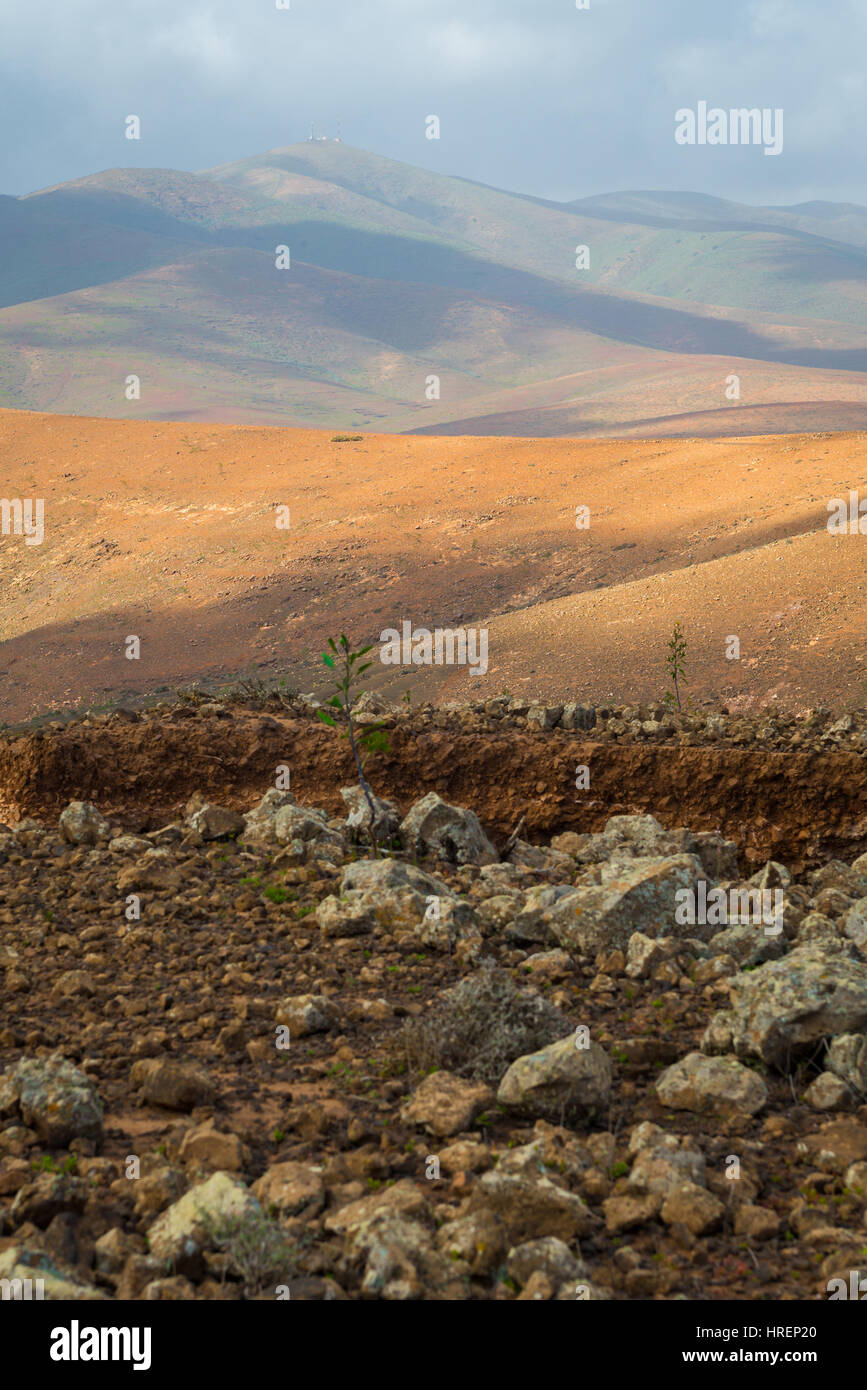 Volcanic vegetation hi-res stock photography and images - Alamy