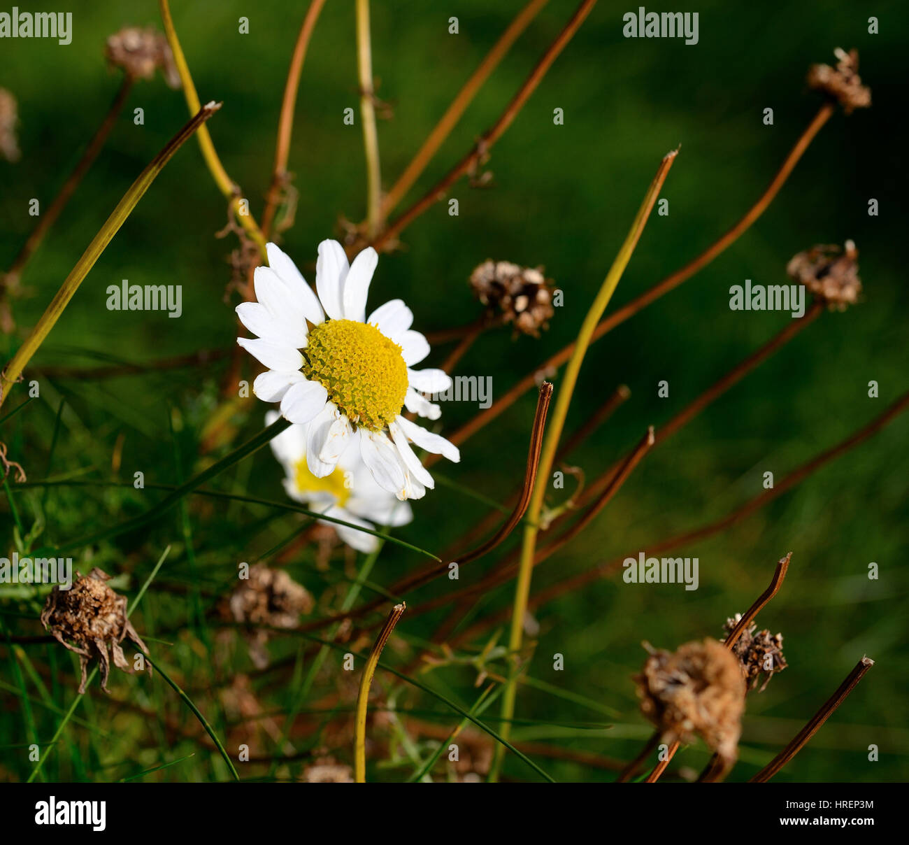 Single camomile flower on the fading stems background Stock Photo - Alamy