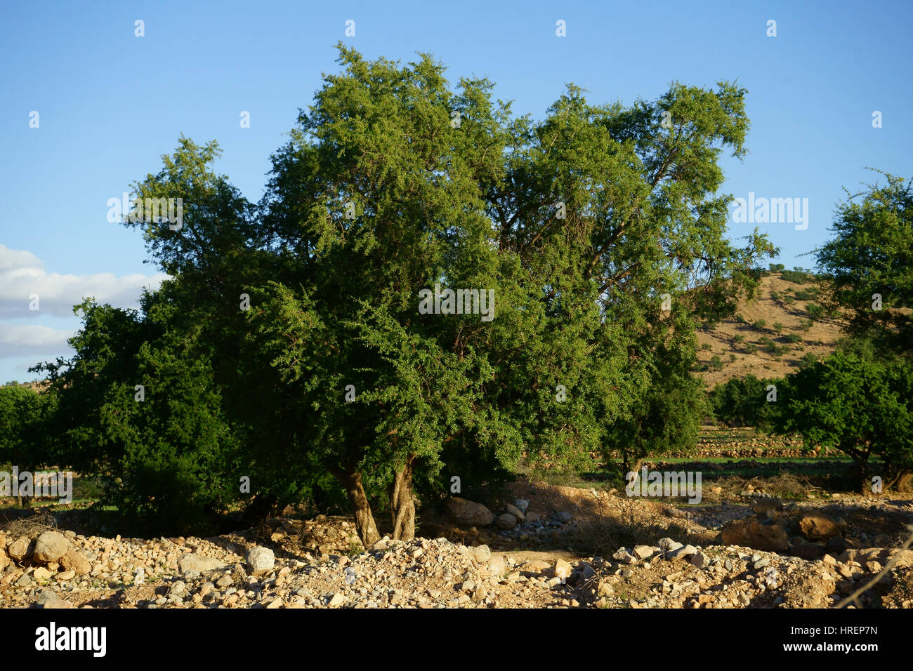 African marocco hi-res stock photography and images - Alamy