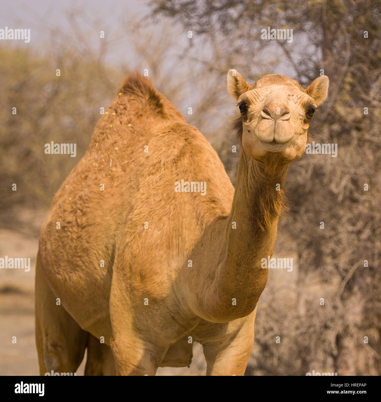FUJAIRAH, UNITED ARAB EMIRATES - Camel Stock Photo - Alamy