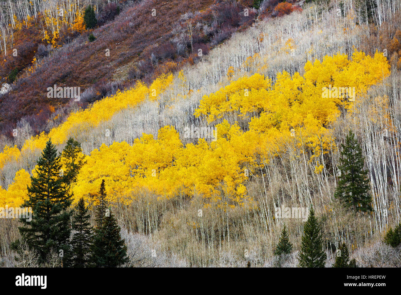 Aspen area hi-res stock photography and images - Alamy