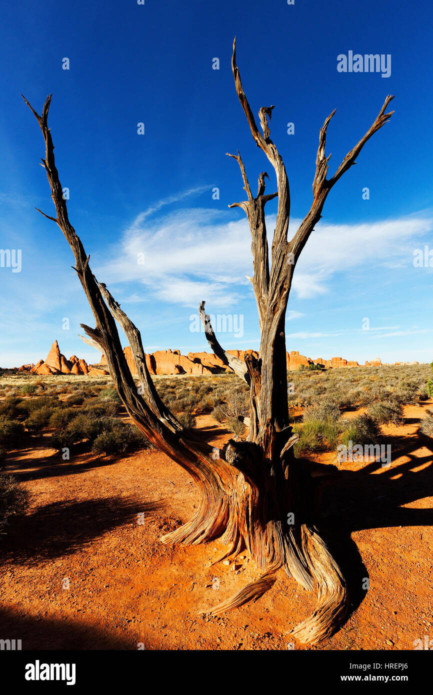 Weathered tree, Arches National Park, Utah Stock Photo - Alamy