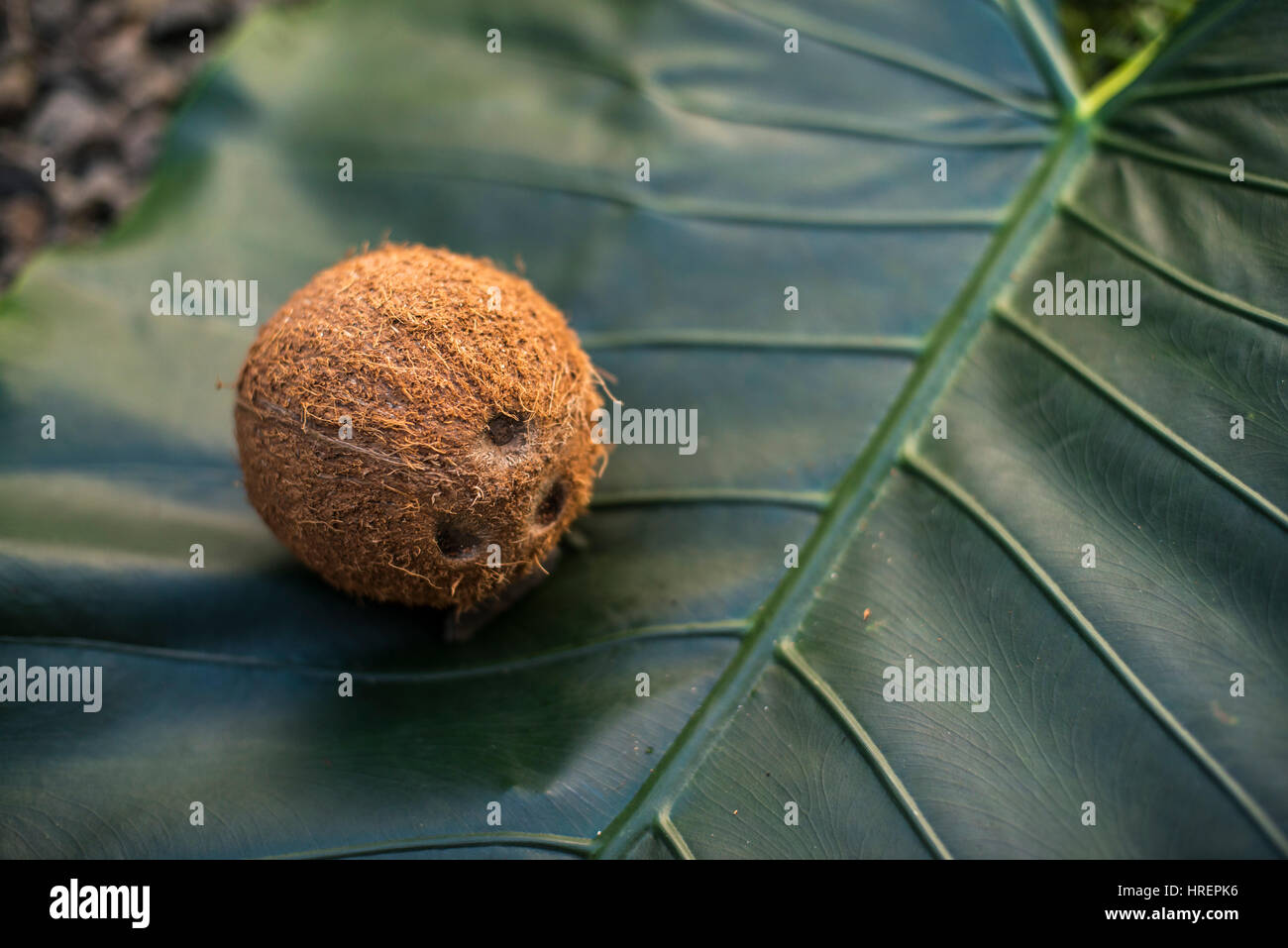 Coconut with leaf hi-res stock photography and images - Alamy