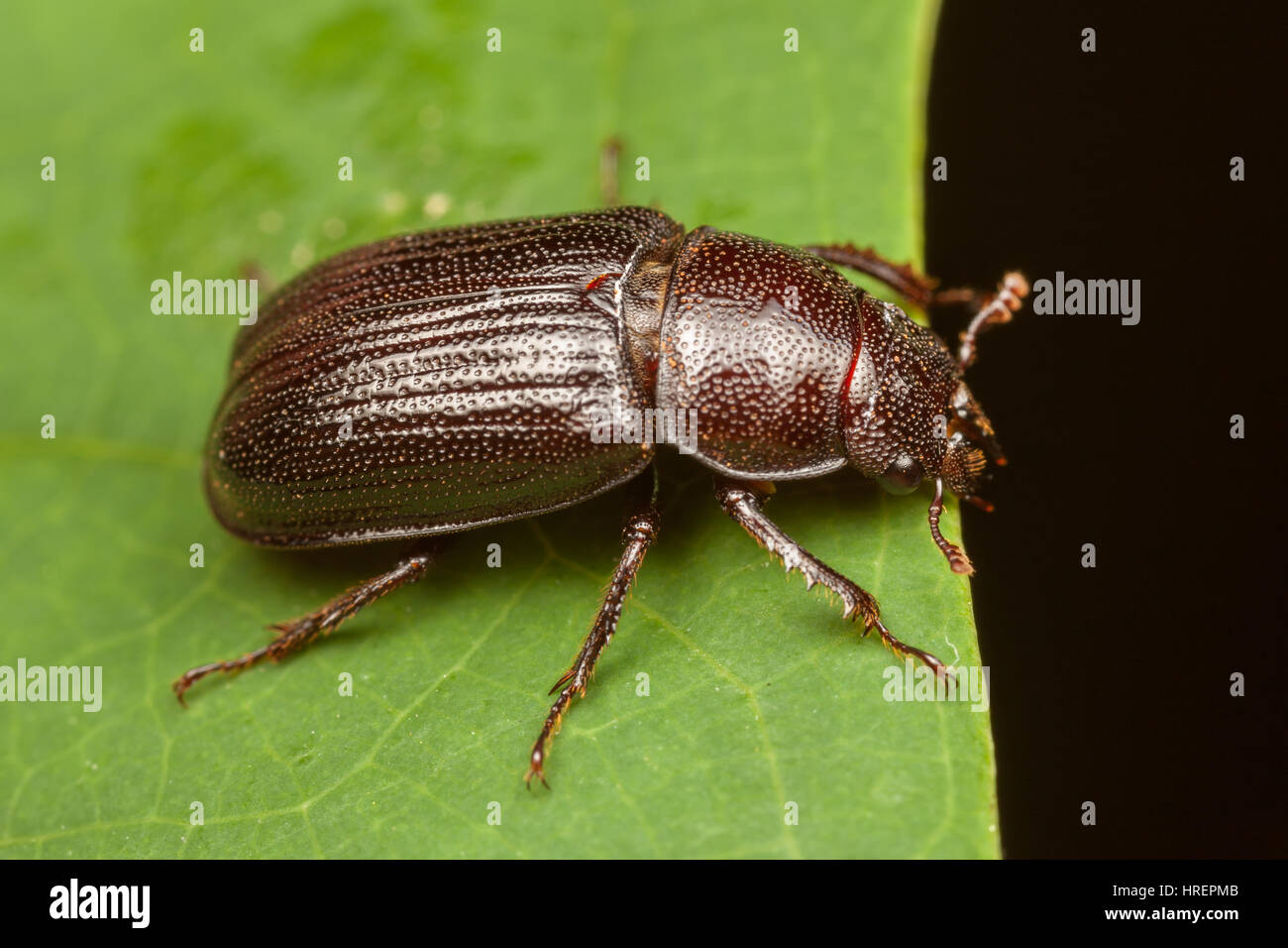 Platycerus virescens hi-res stock photography and images - Alamy