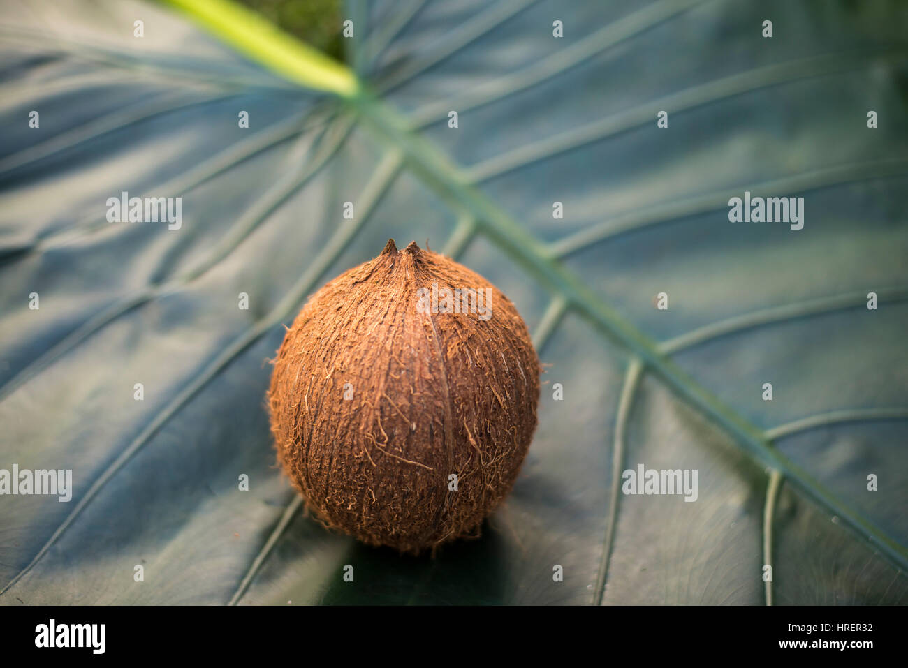 Coconut with leaf hi-res stock photography and images - Alamy