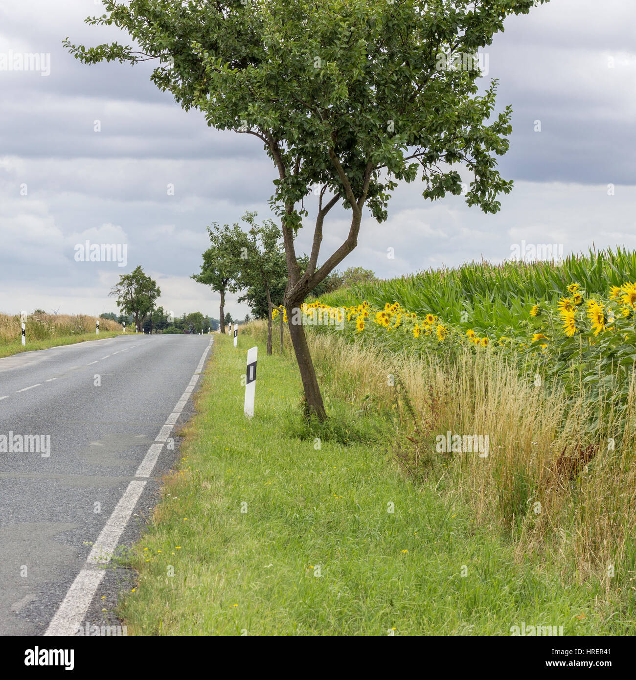 Roadside flowers hi-res stock photography and images - Alamy
