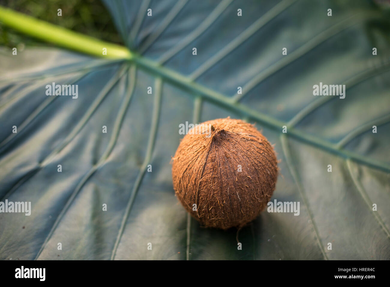 coconut on leaf Stock Photo - Alamy