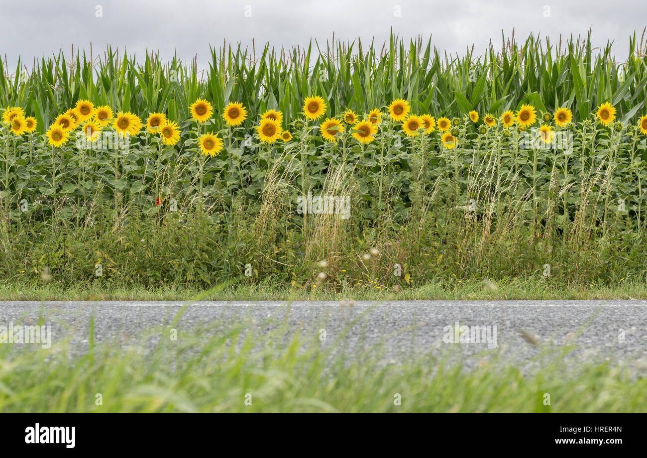 Row with sunflowers on the roadside in front of a corn field Stock ...