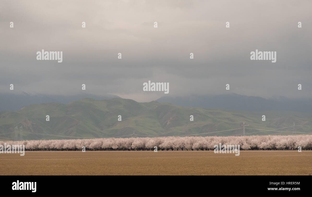 Orchards of the San Joaquin Valley in springtime Stock Photo - Alamy