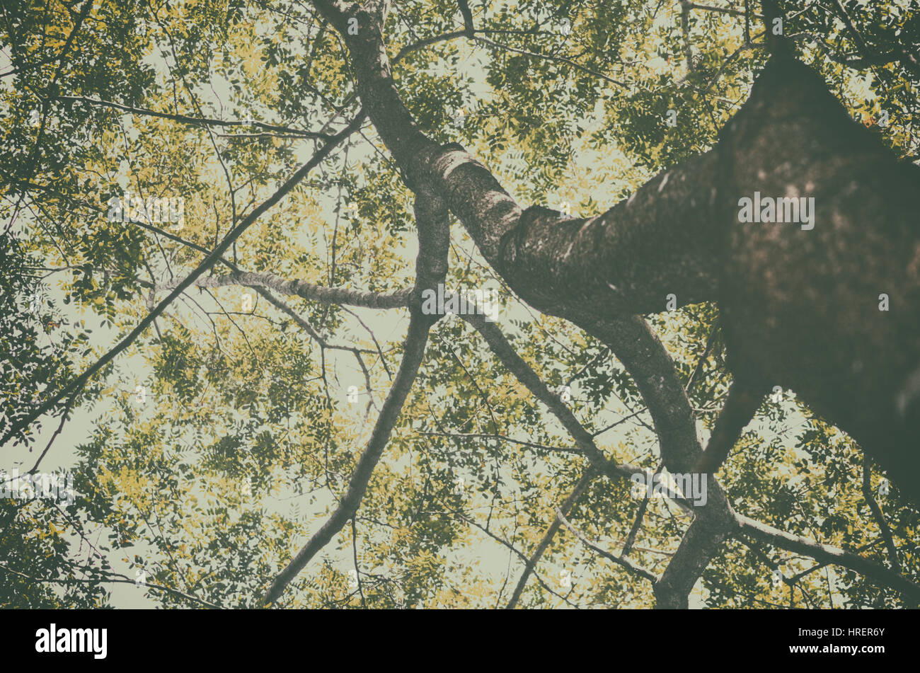 Natural Autumn tree on sky Stock Photo - Alamy