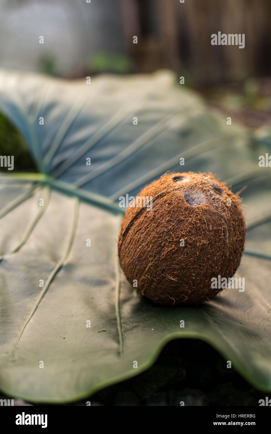 coconut on leaf Stock Photo - Alamy