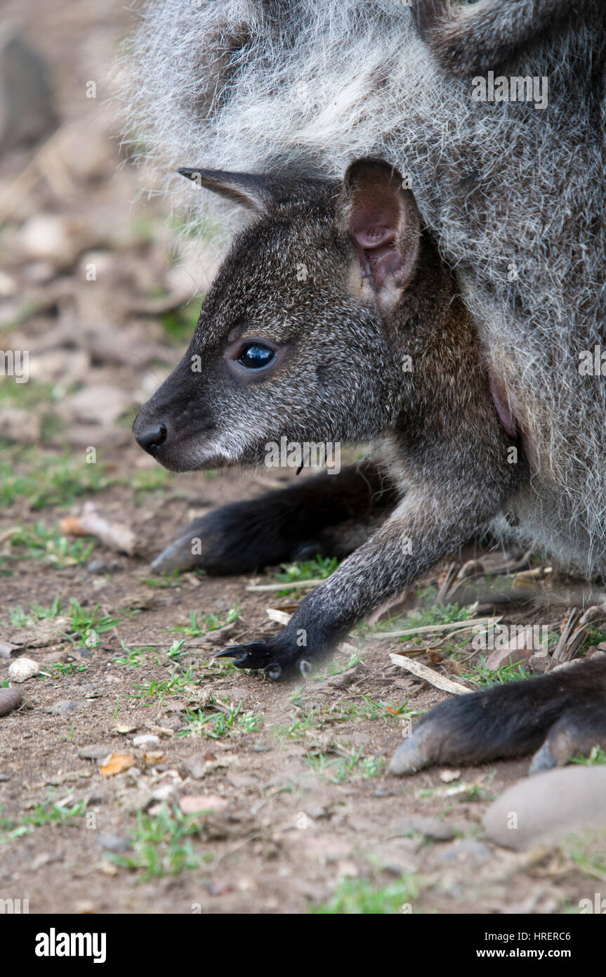 Red Necked Bennetts Wallaby Joey In A Pouch Stock Photo - Alamy