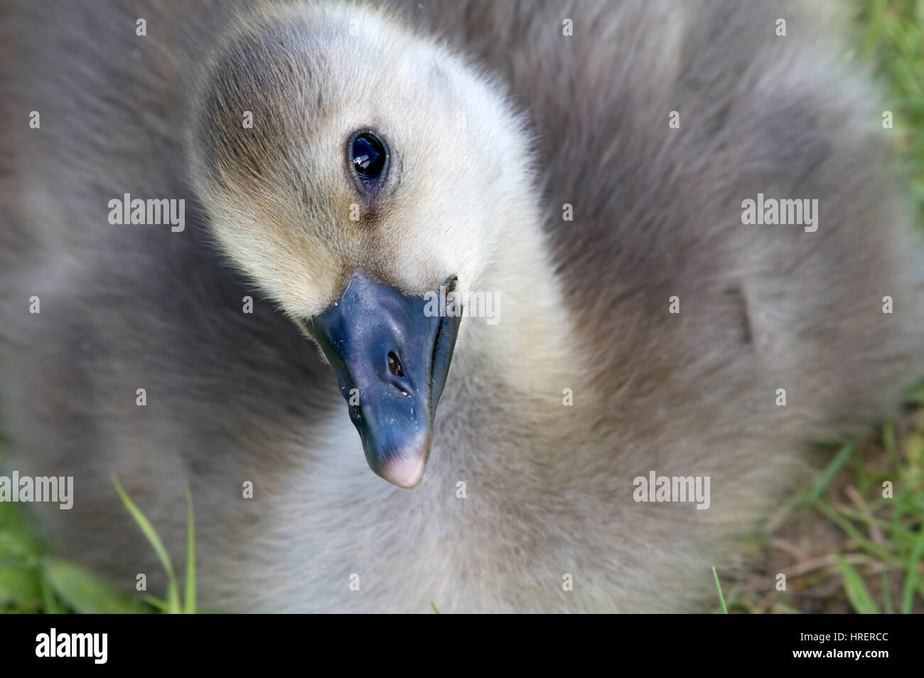 Goose chick hi-res stock photography and images - Alamy