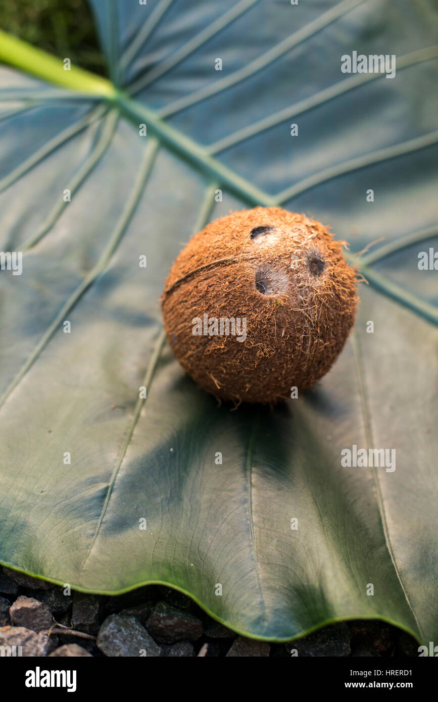 coconut on leaf Stock Photo - Alamy