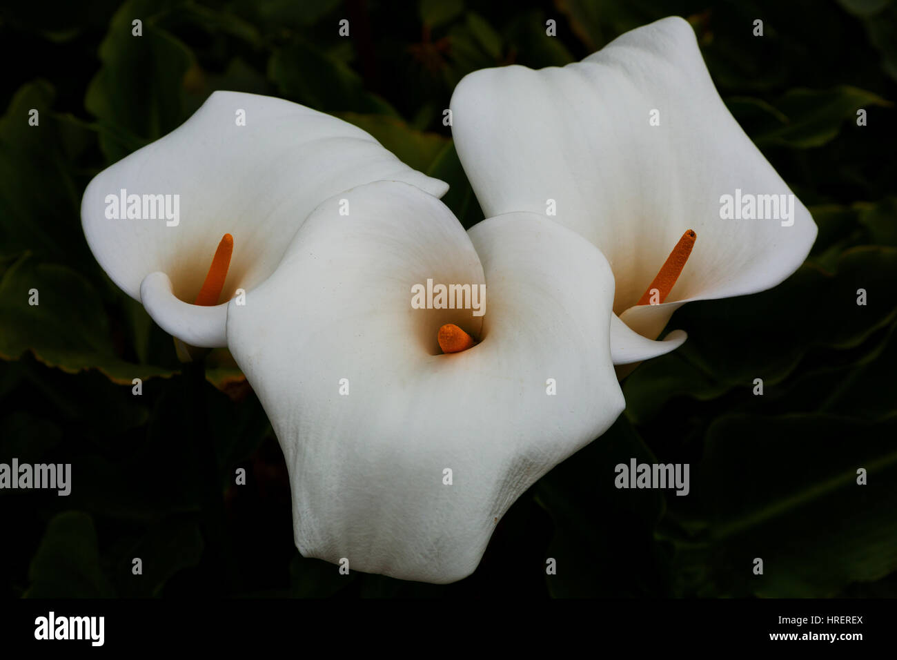 Tropical pattern calla hi-res stock photography and images - Alamy