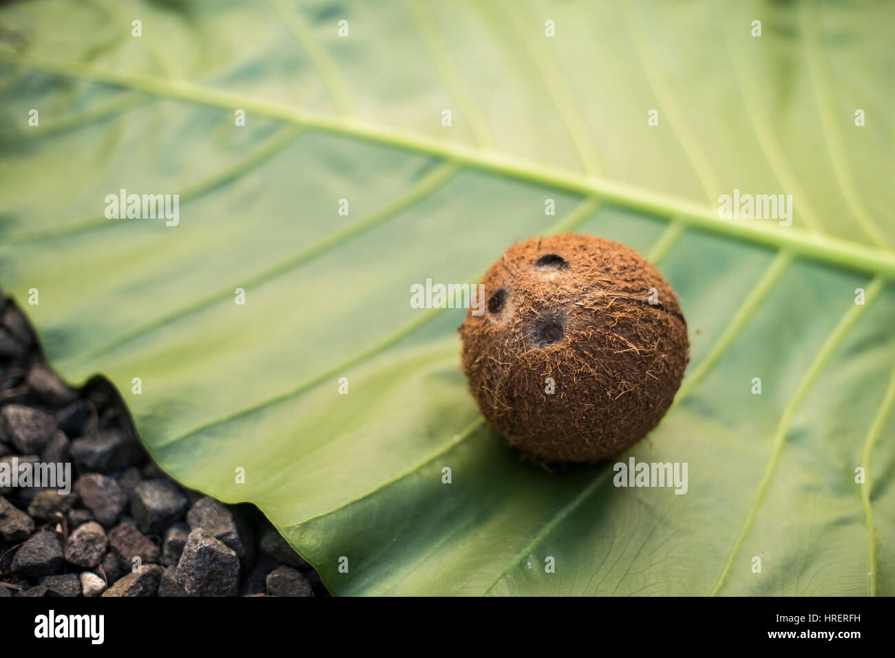 coconut on leaf Stock Photo - Alamy