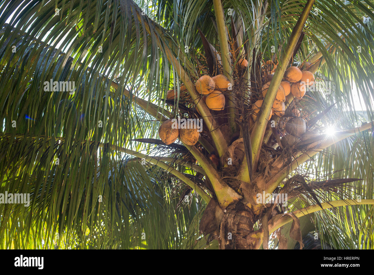 Green coconut bunch hi-res stock photography and images - Alamy