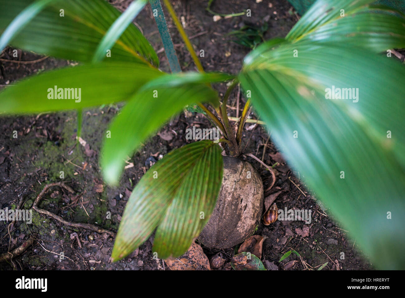 Young palm tree hi-res stock photography and images - Alamy