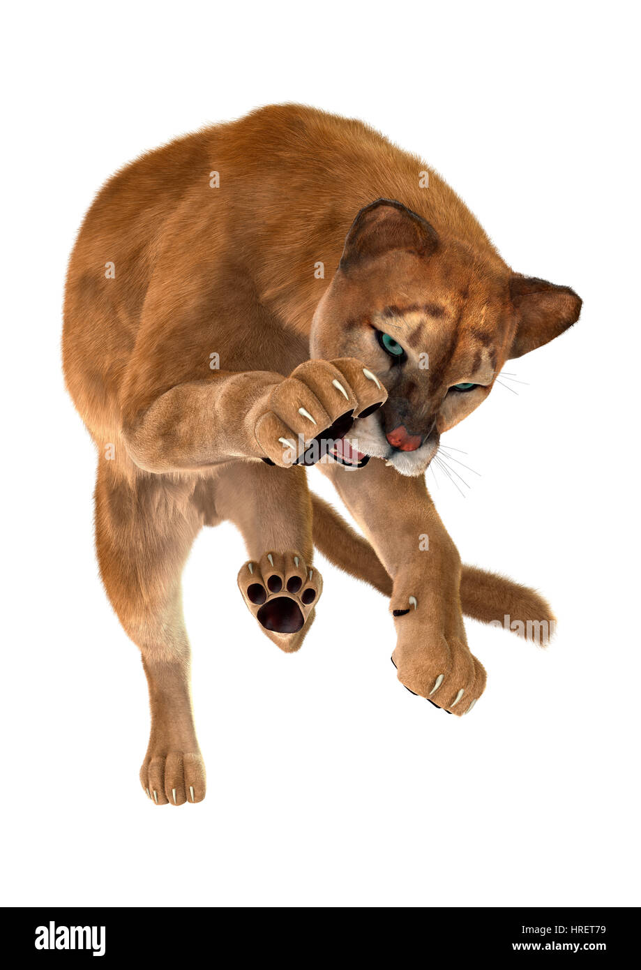 3D rendering of a big cat puma isolated on white background Stock Photo ...