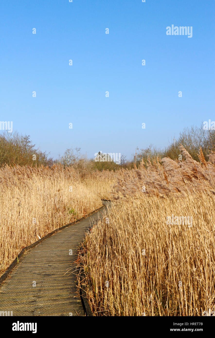 A boardwalk through reeds to the Norfolk Wildlife Trust Visitor centre ...