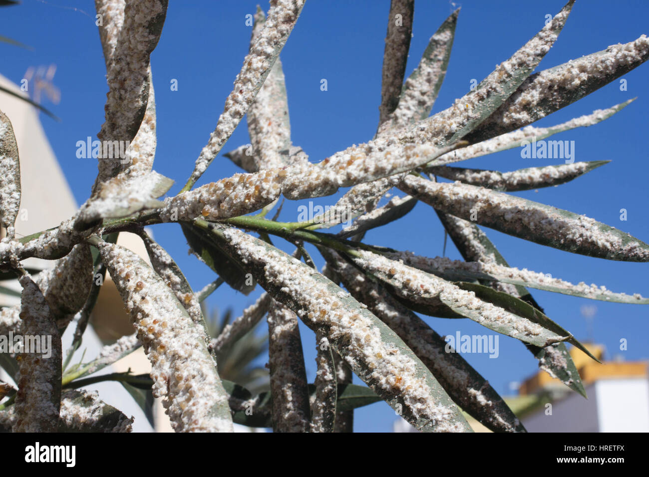 Oleander leaves densely covered with scale insects. Mealy mealybug ...