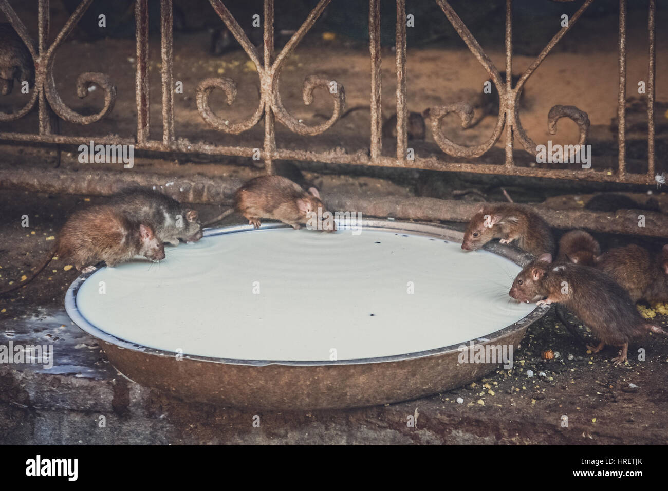 Holy rats drinking milk in the Karni Mata temple, Deshnok near Bikaner ...