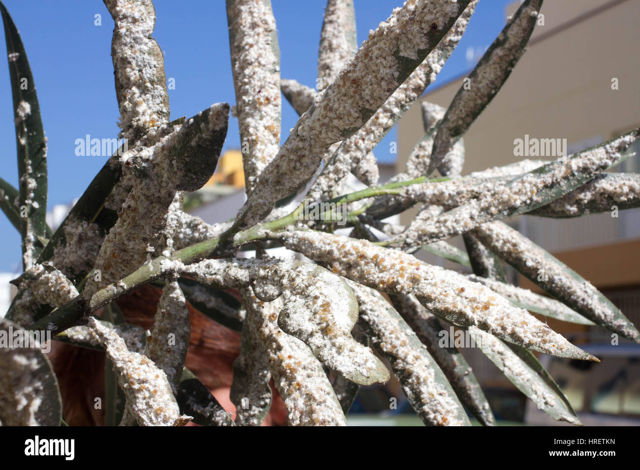 Oleander leaves densely covered with scale insects. Mealy mealybug ...