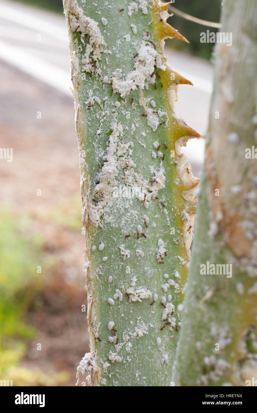 Palm leaves densely covered with scale insects. Mealy mealybug. Thick ...