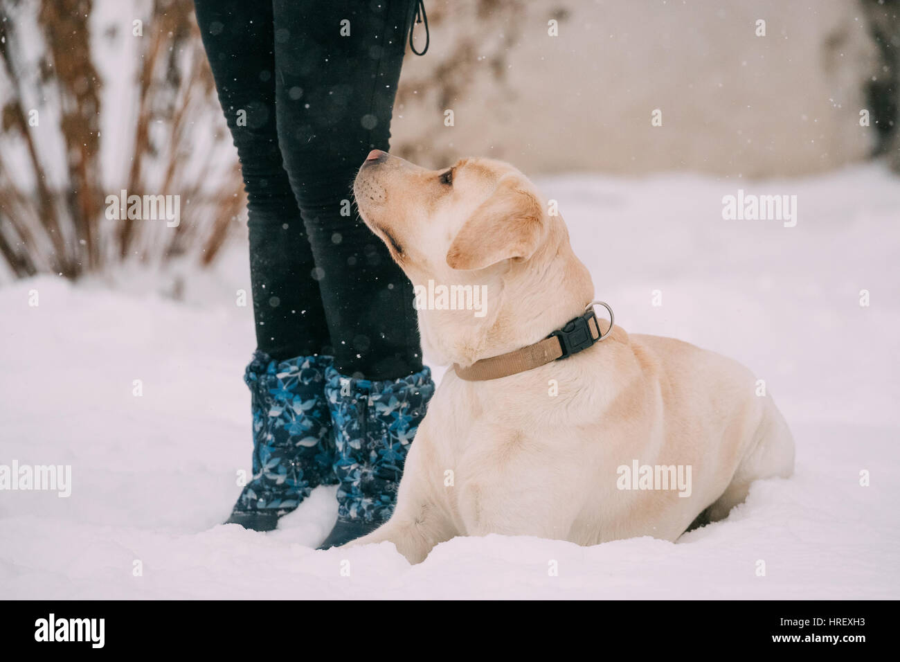 Funny Labrador Dog Playing Running Outdoor In Snow, Winter Season ...